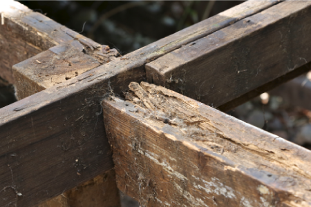 Wet and Dry Rot | SAM Conveyancing | Expert Advice