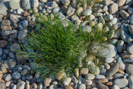 Horsetail Damage | SAM Conveyancing | Expert Advice
